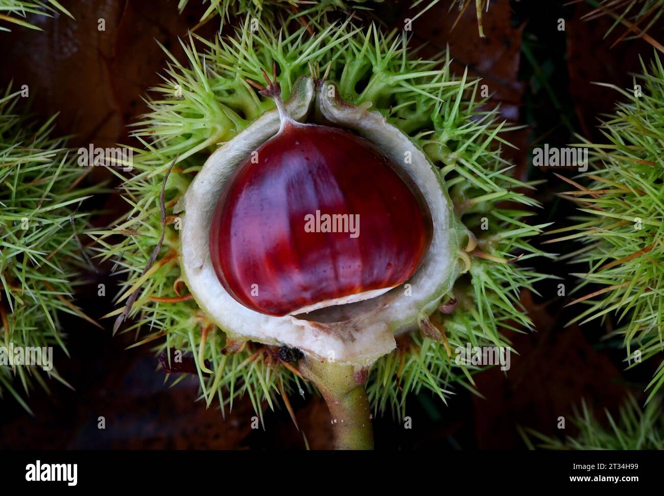 Sweet Chestnuts laid on a bed on leaves after being brought down to the ...