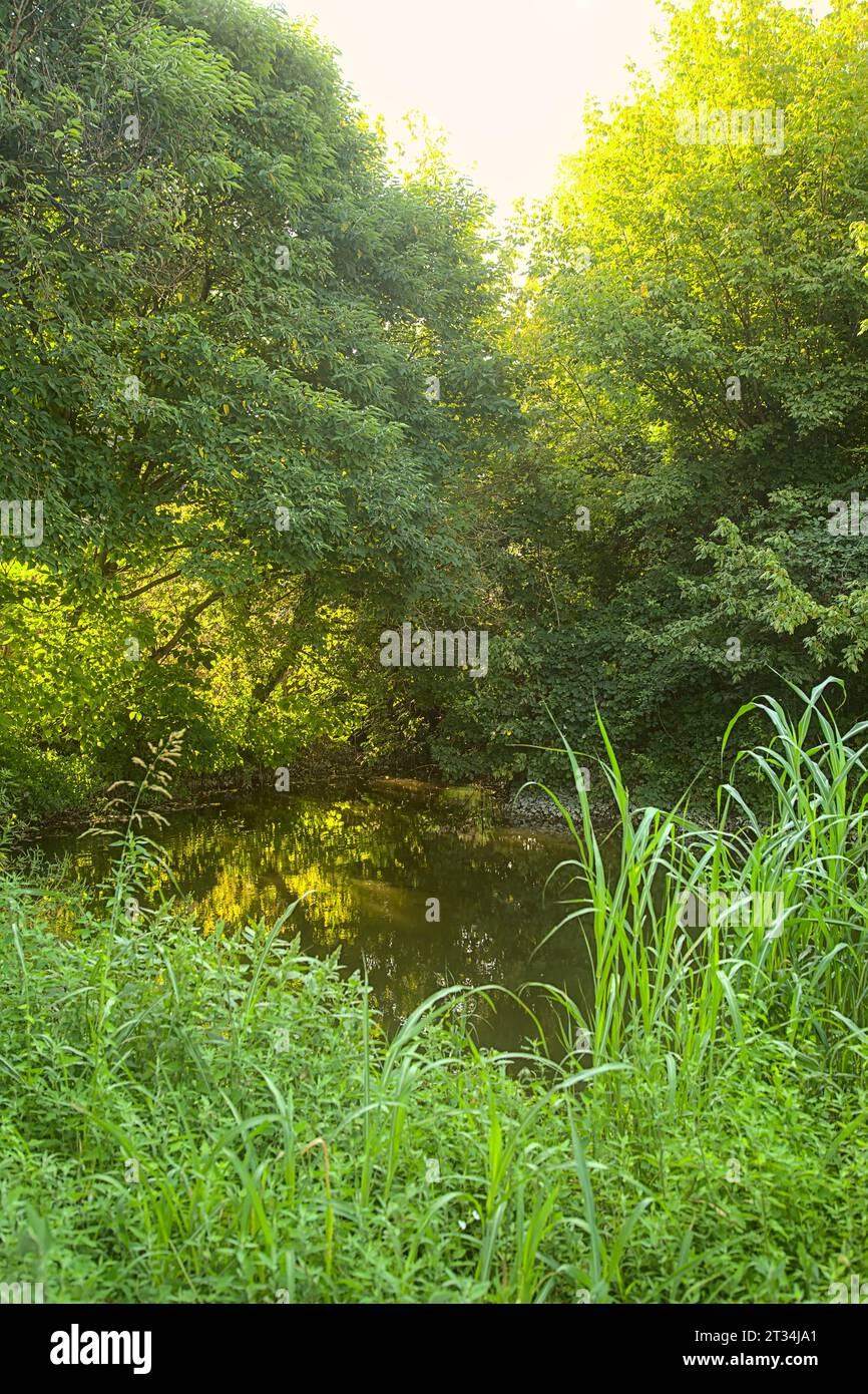 Pond in a forest at sunset Stock Photo - Alamy
