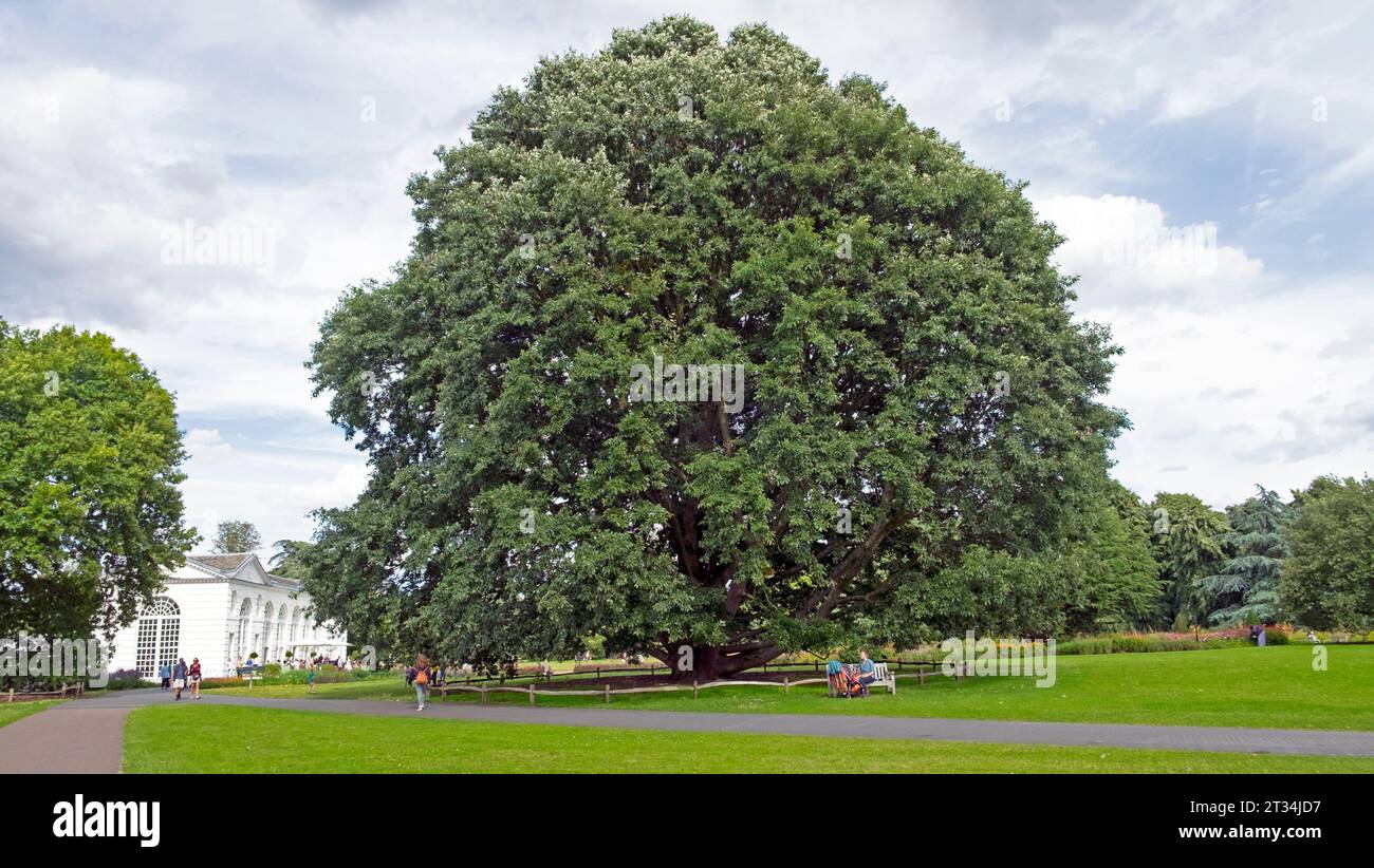 Huge deciduous tree in landscape at Royal Botanical Gardens Kewin ...