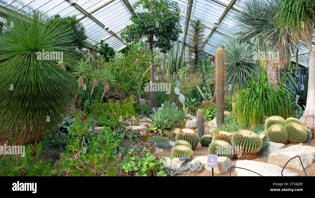 Echinocactus grusonii cacti or Golden Barrel Cactus from Mexico growing ...