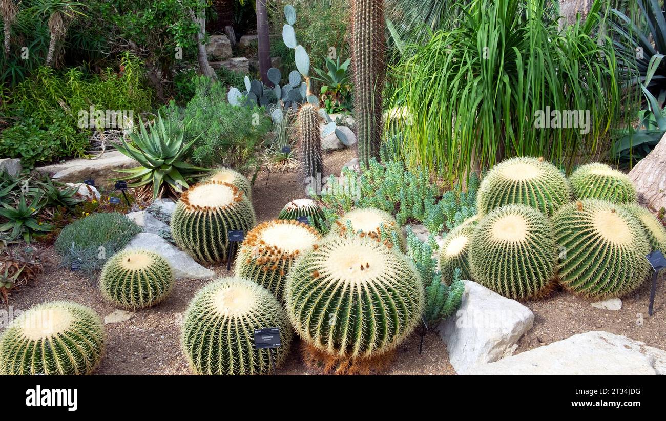 Echinocactus grusonii cacti or Golden Barrel Cactus from Mexico growing ...