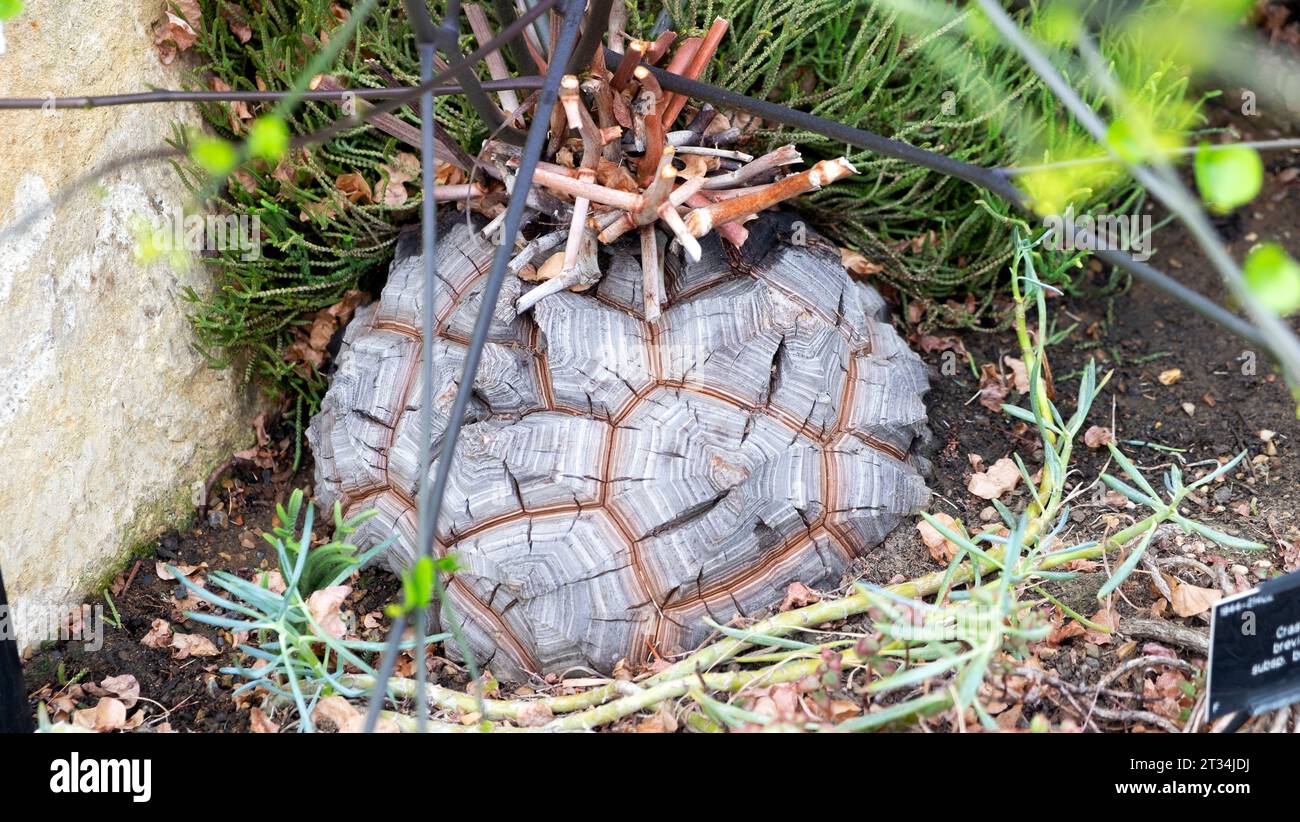 Elephants foot yam hi-res stock photography and images - Alamy