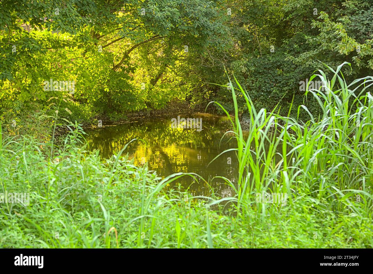 Pond in a forest at sunset Stock Photo - Alamy