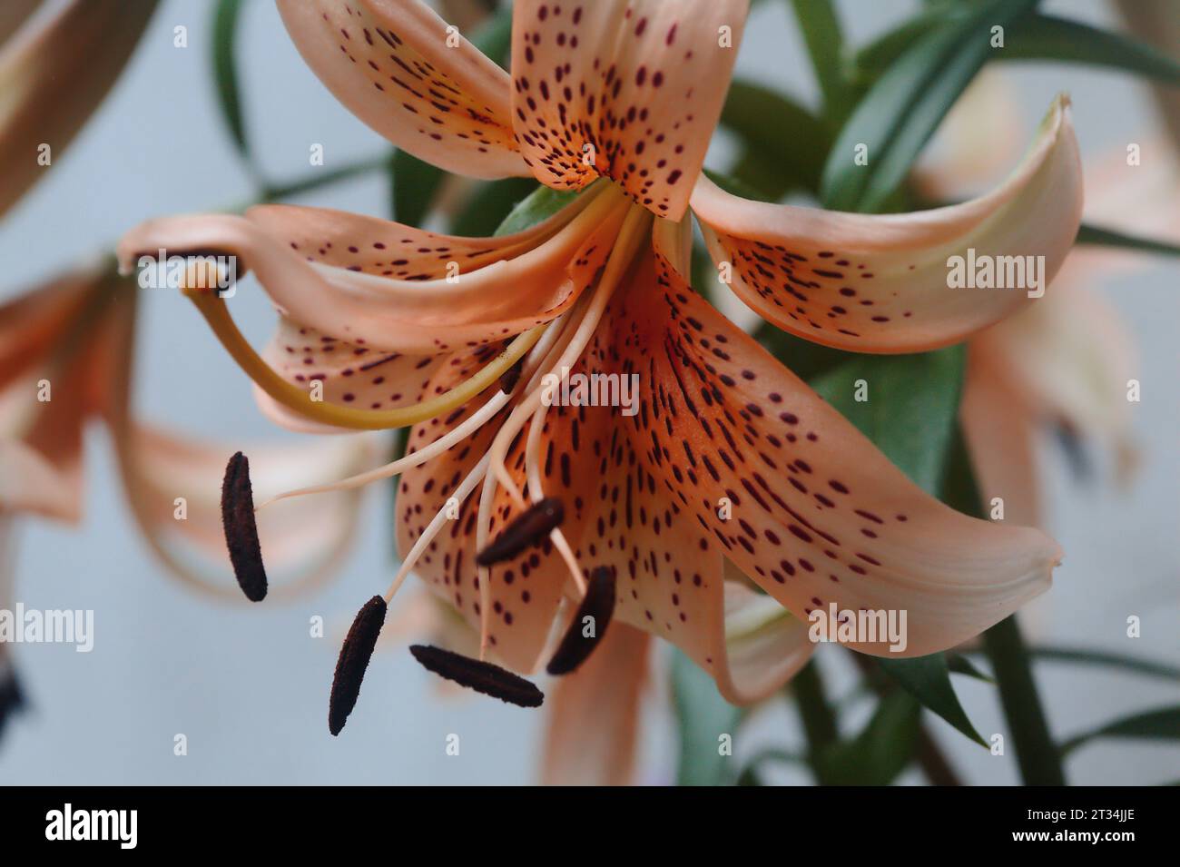 Lilies in bloom seen up close Stock Photo - Alamy