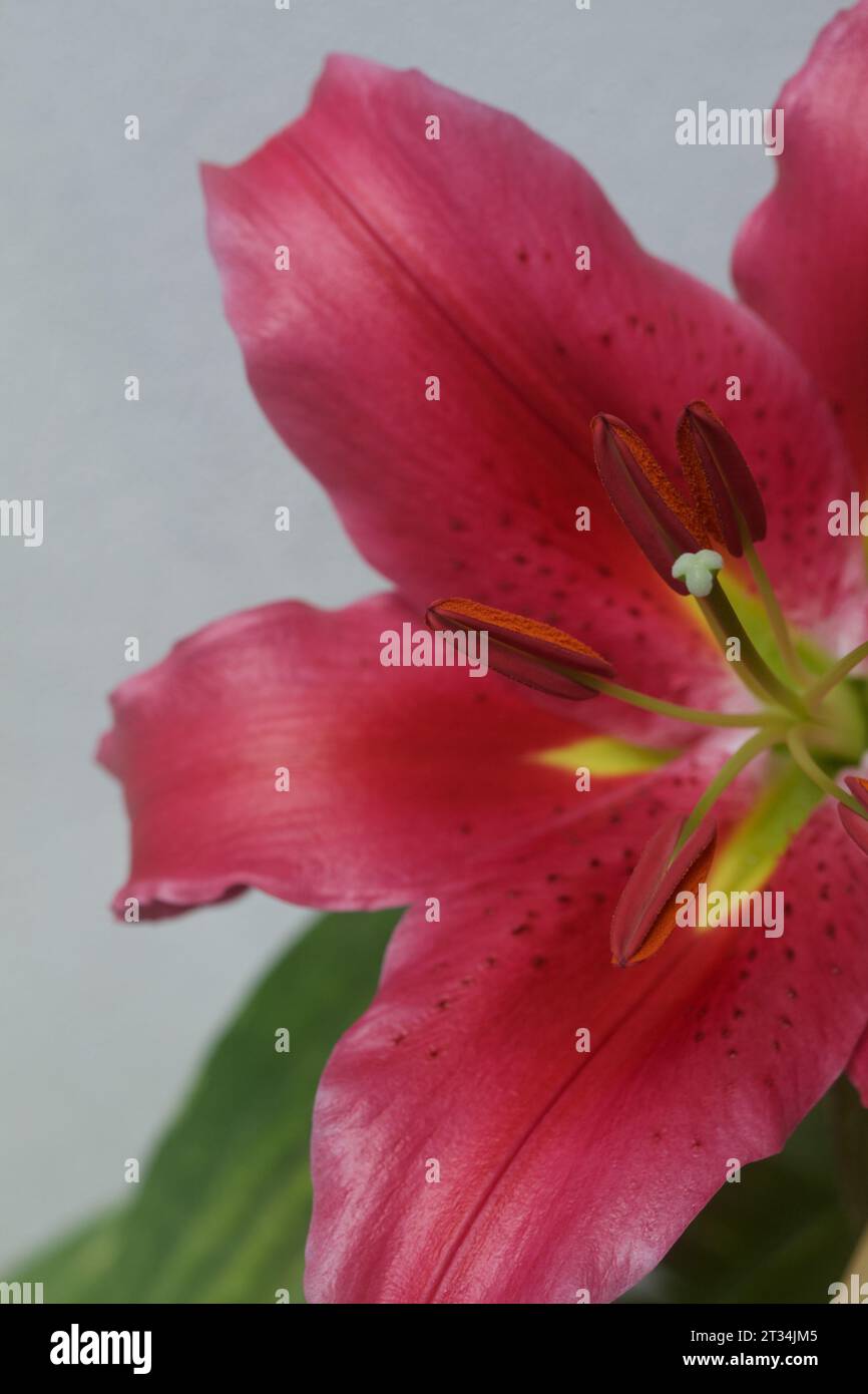 Lilies in bloom seen up close Stock Photo - Alamy
