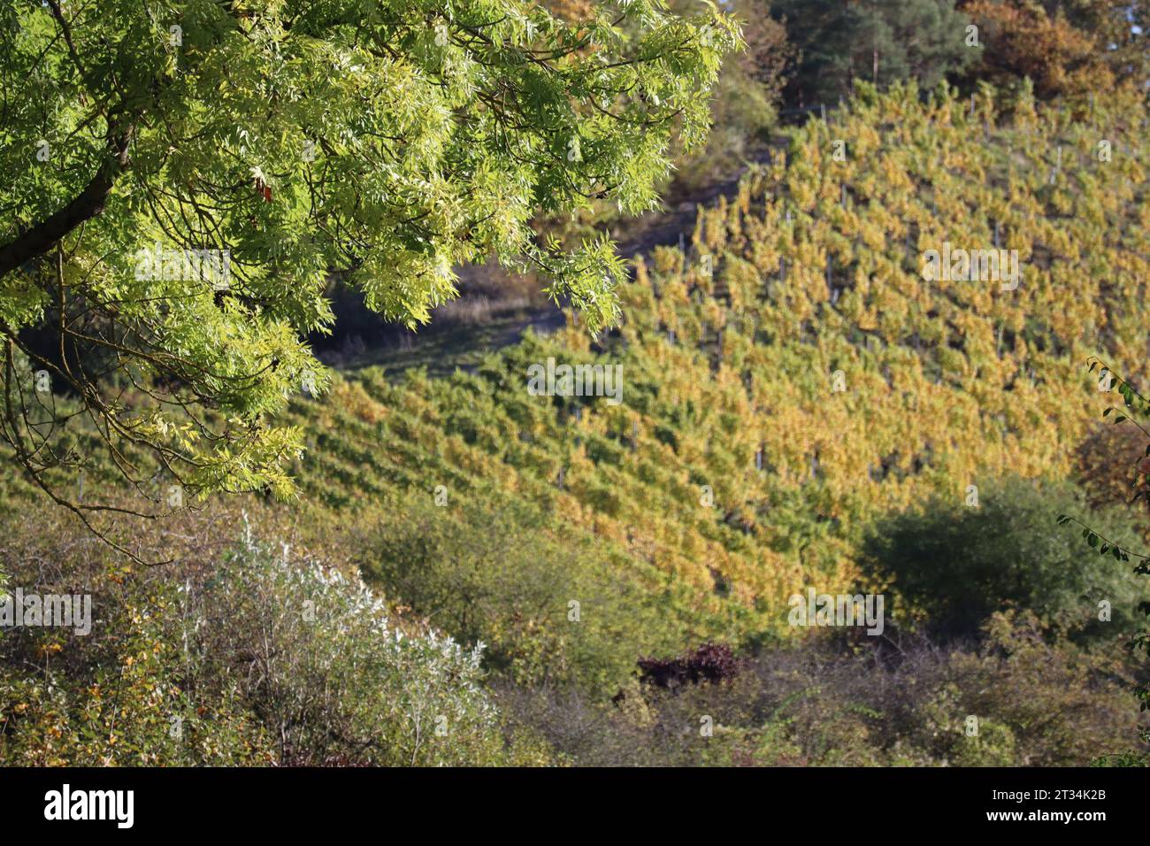 Wave shaped vineyard hi-res stock photography and images - Alamy
