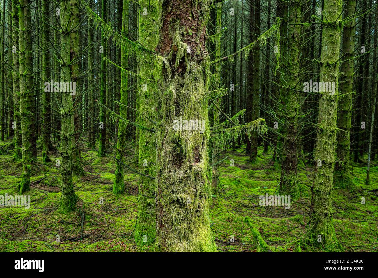 Dark woods at Gisburn Forest, Lancashire, UK Stock Photo - Alamy