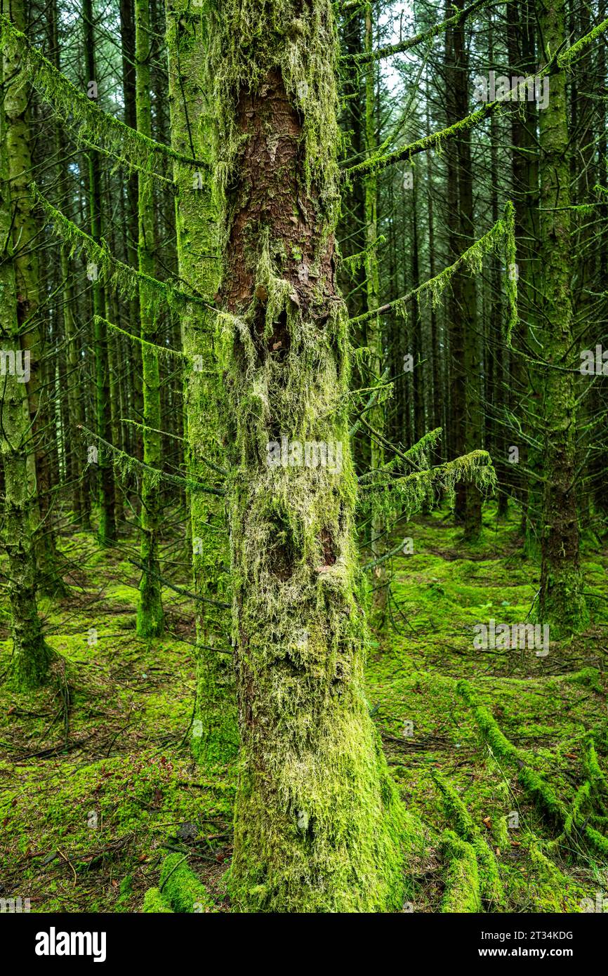 Dark woods at Gisburn Forest, Lancashire, UK Stock Photo - Alamy