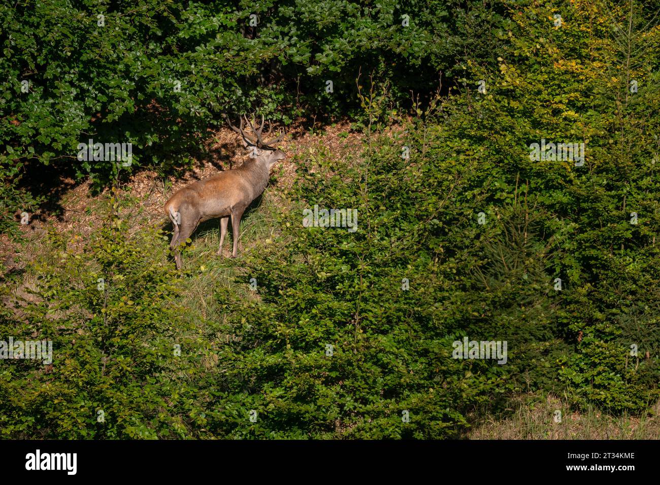 Red Deer - Cervus elaphus, large beautiful iconic animal from European ...