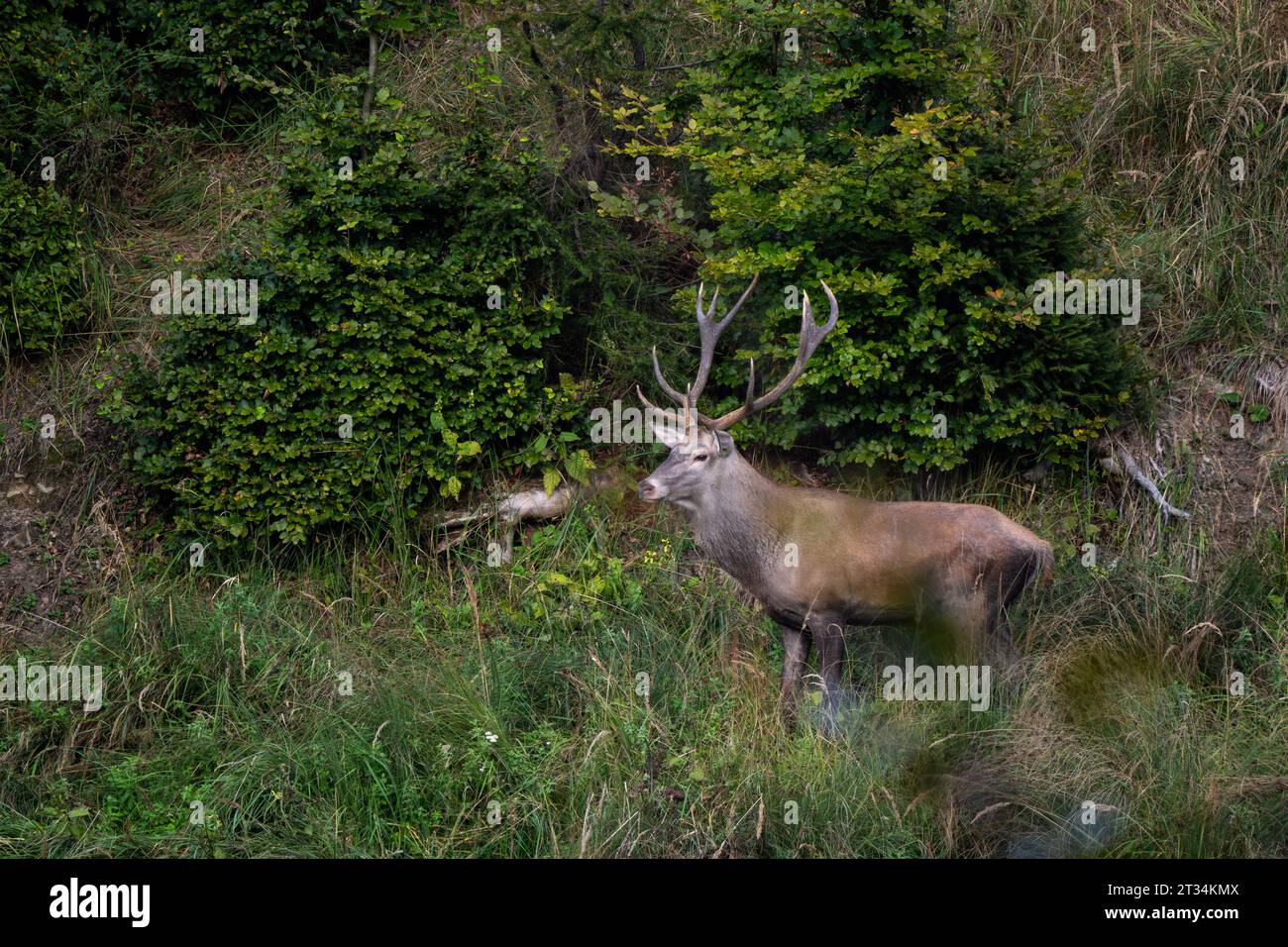 Red Deer - Cervus elaphus, large beautiful iconic animal from European ...