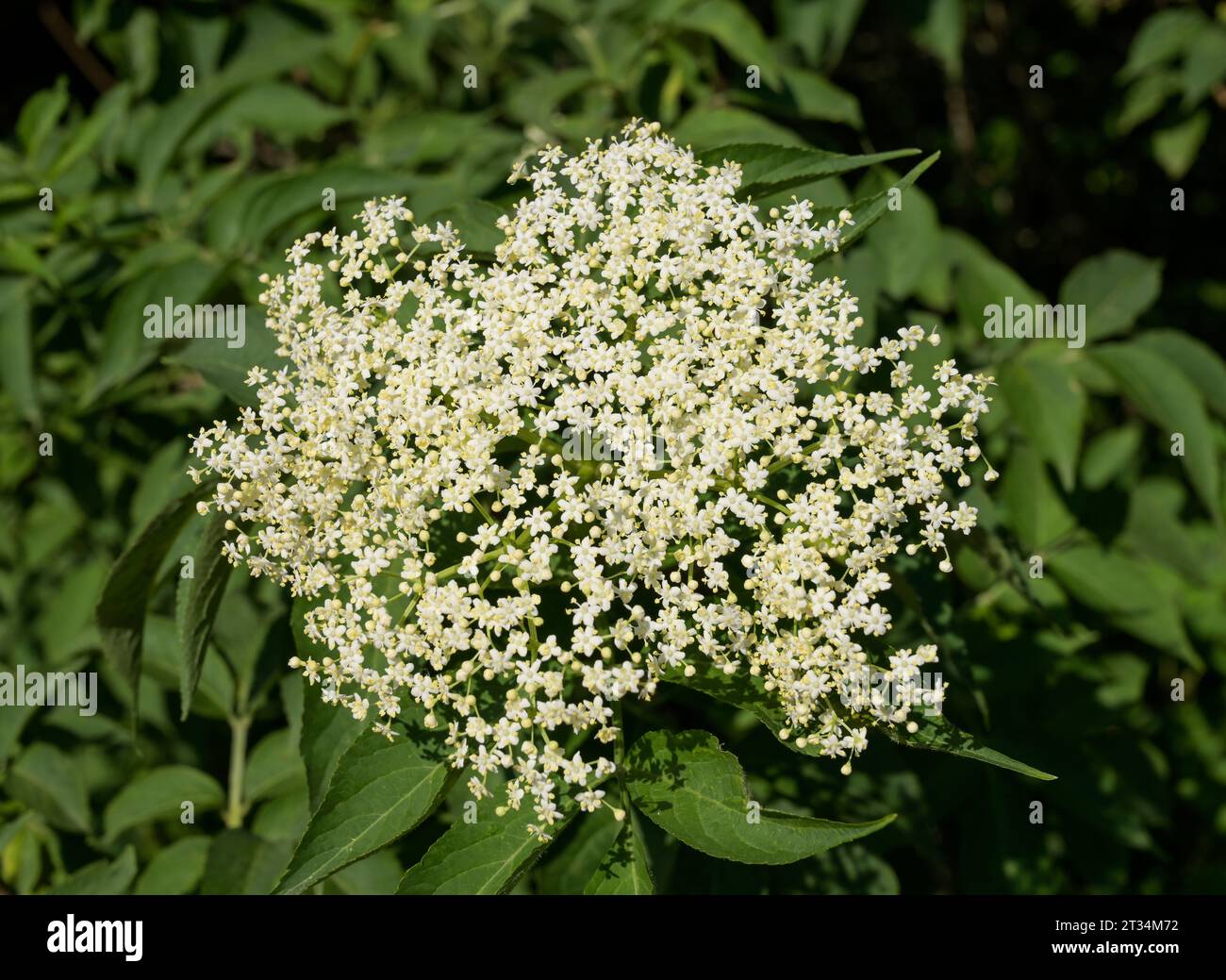Holunderdolde hi-res stock photography and images - Alamy