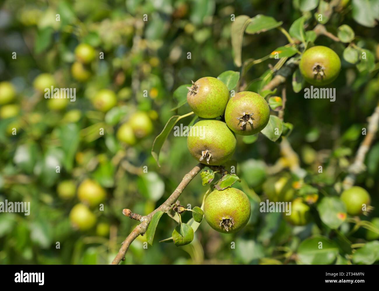 Birnenbaum hi-res stock photography and images - Alamy