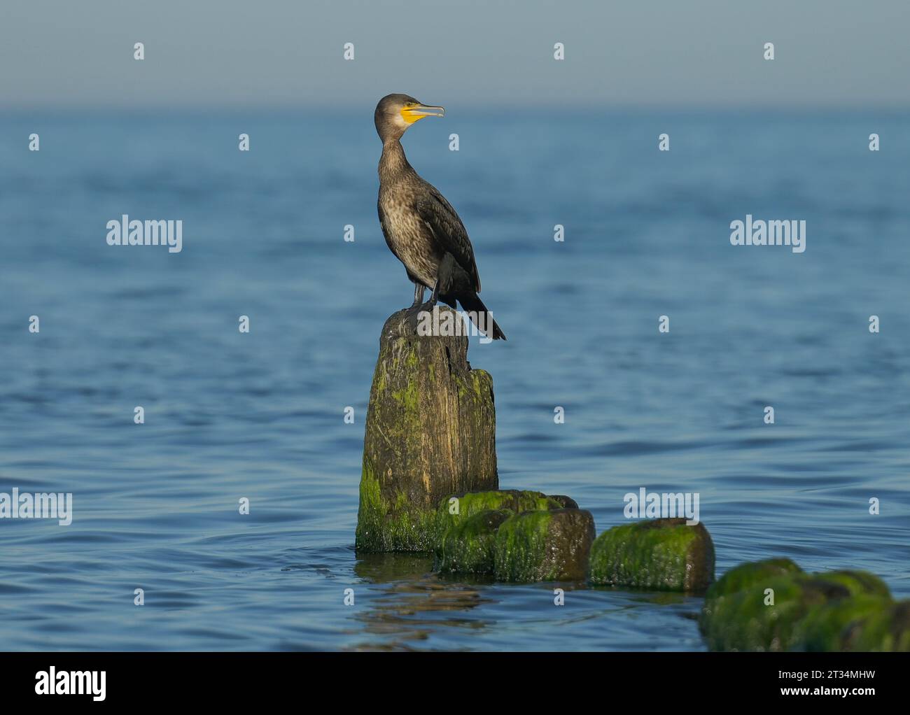 Kormoran, Ostee, Deutschland Stock Photo - Alamy