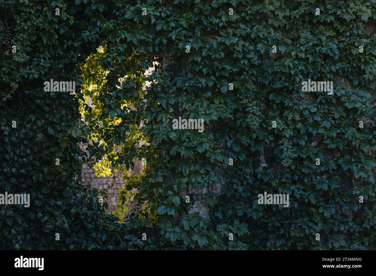Old stone wall entwined with wild grapes Virginia creeper. Green wall ...