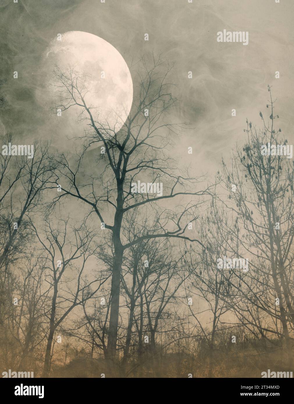 Dry trees in the misty forest and full moon in the sky at night, horror ...