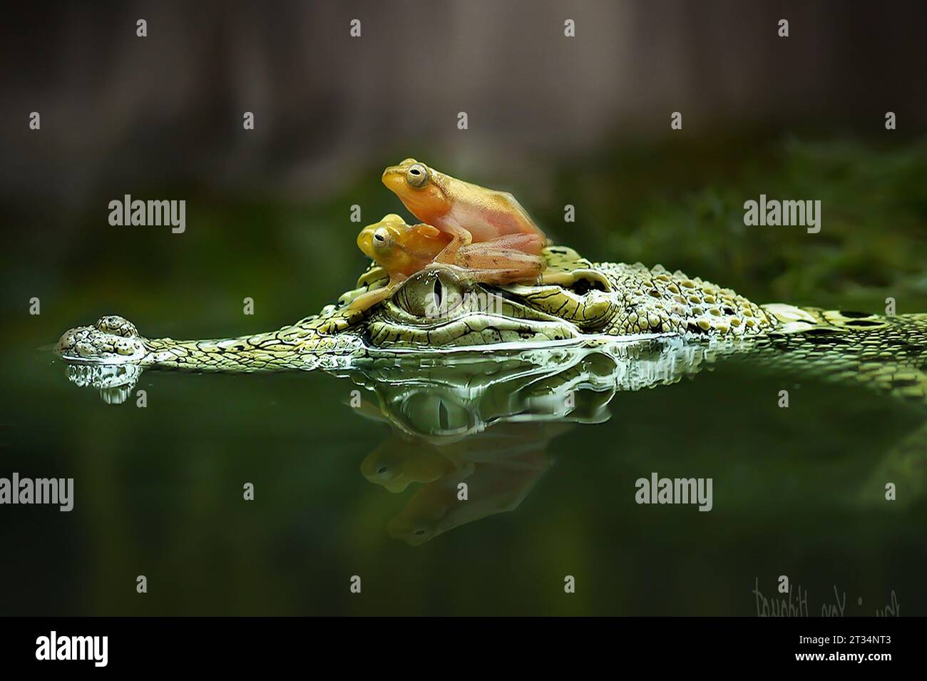 Two frogs riding a baby crocodile INDONESIA CAPTIVATING images show a ...