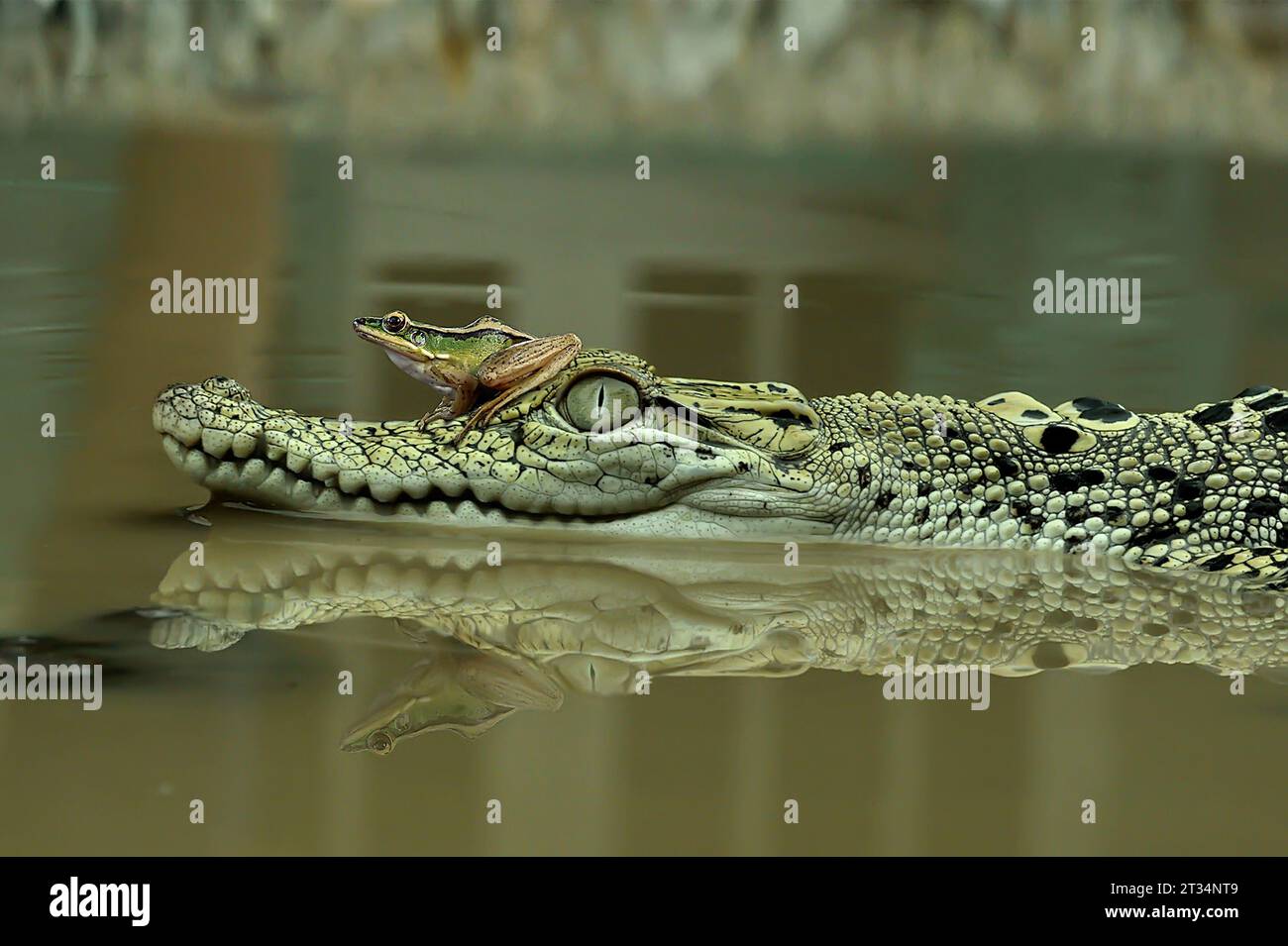 Crocodile and a frog in river INDONESIA CAPTIVATING images show a ...