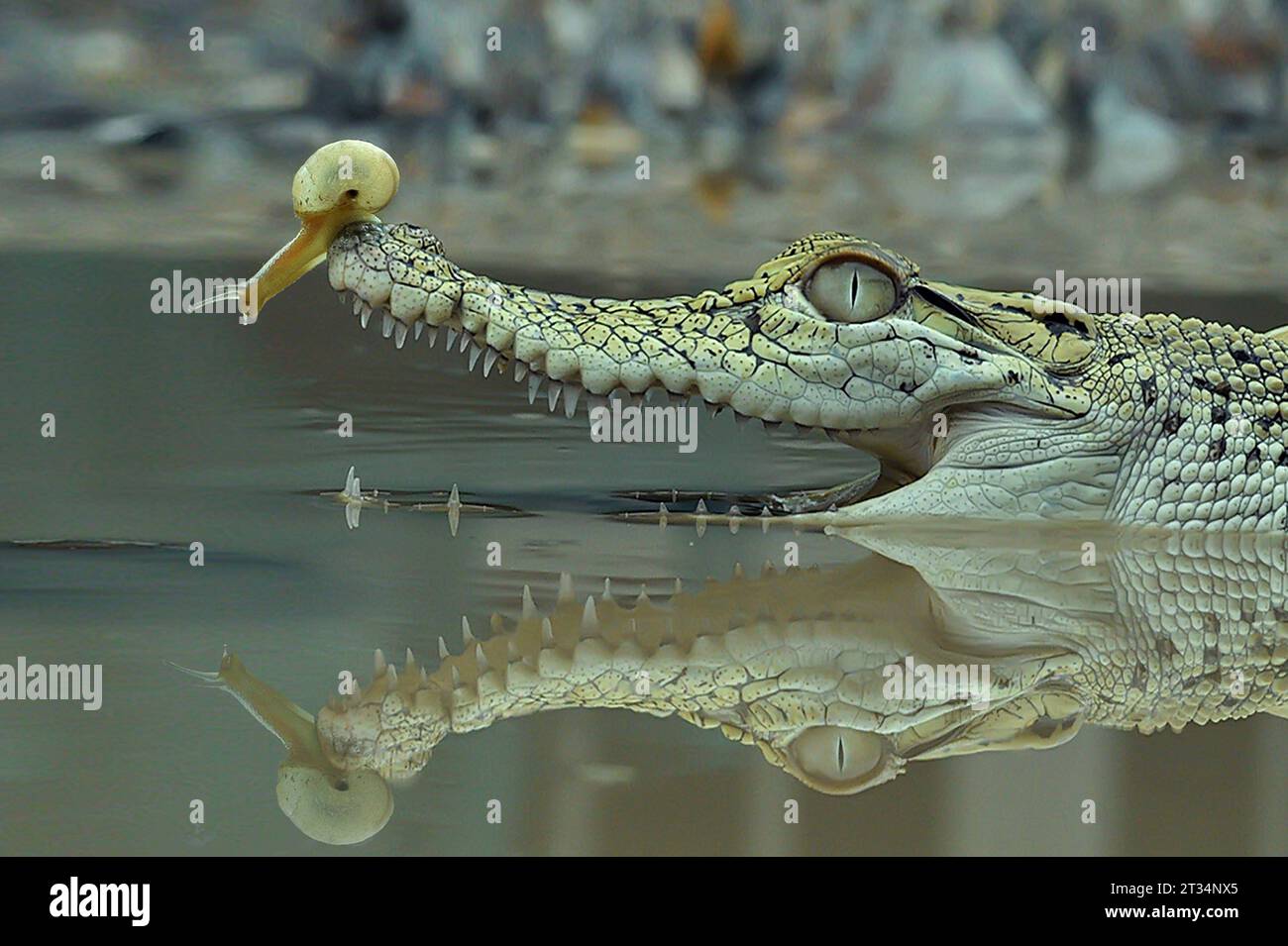 Snail and crocodile friendship INDONESIA CAPTIVATING images show a ...