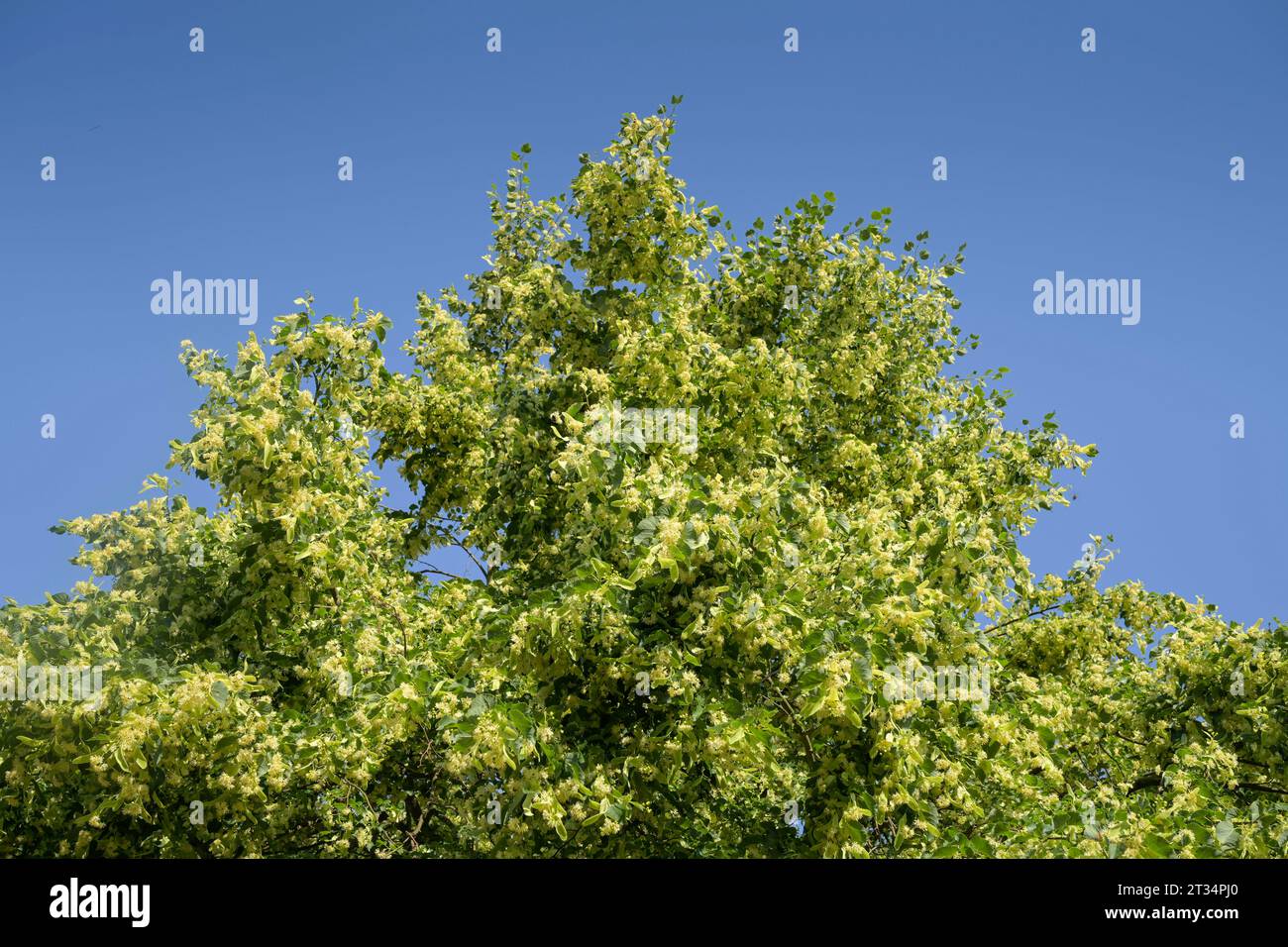 Blühender Lindenbaum, Deutschland *** Flowering linden tree, Germany ...