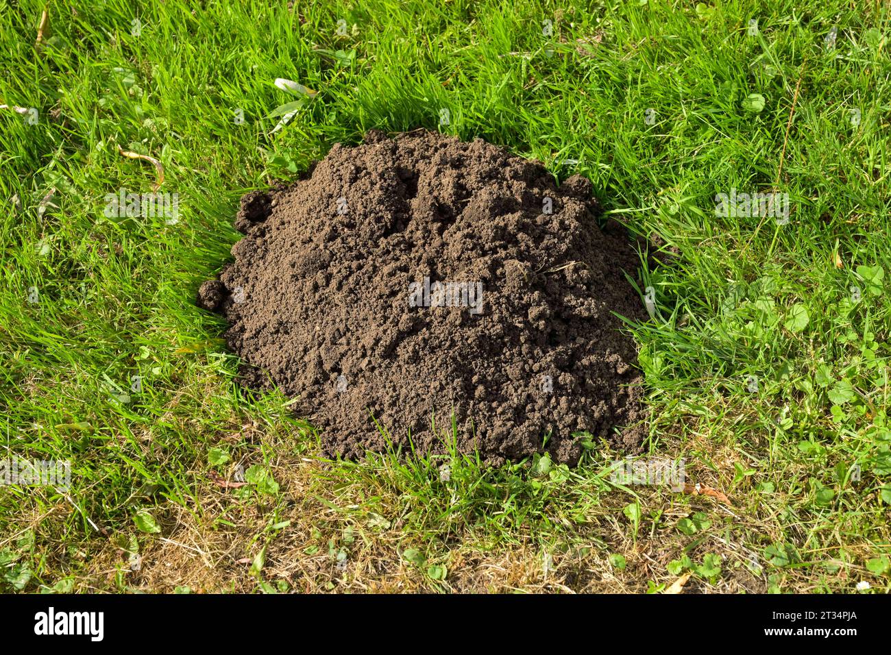 Maulwurfhaufen auf Wiese, Deutschland *** Mole pile on meadow, Germany ...