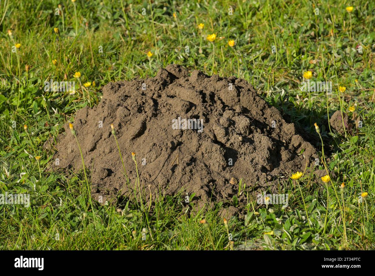 Maulwurfhaufen auf Wiese, Deutschland *** Mole pile on meadow, Germany ...