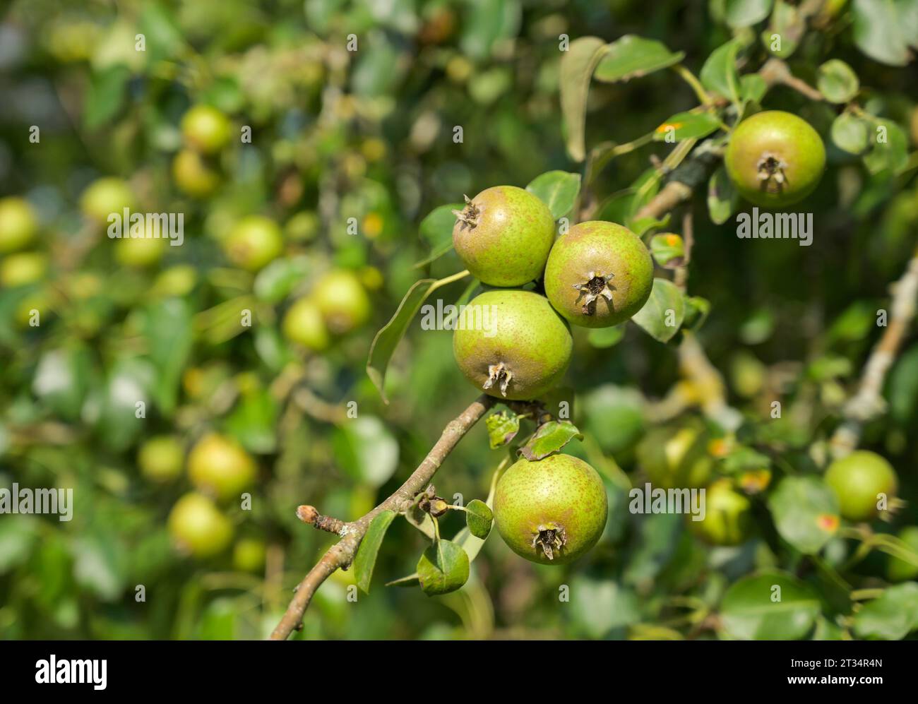 Birnen, Baum, Ast, Deutschland *** Pears, Tree, Branch, Germany Credit ...