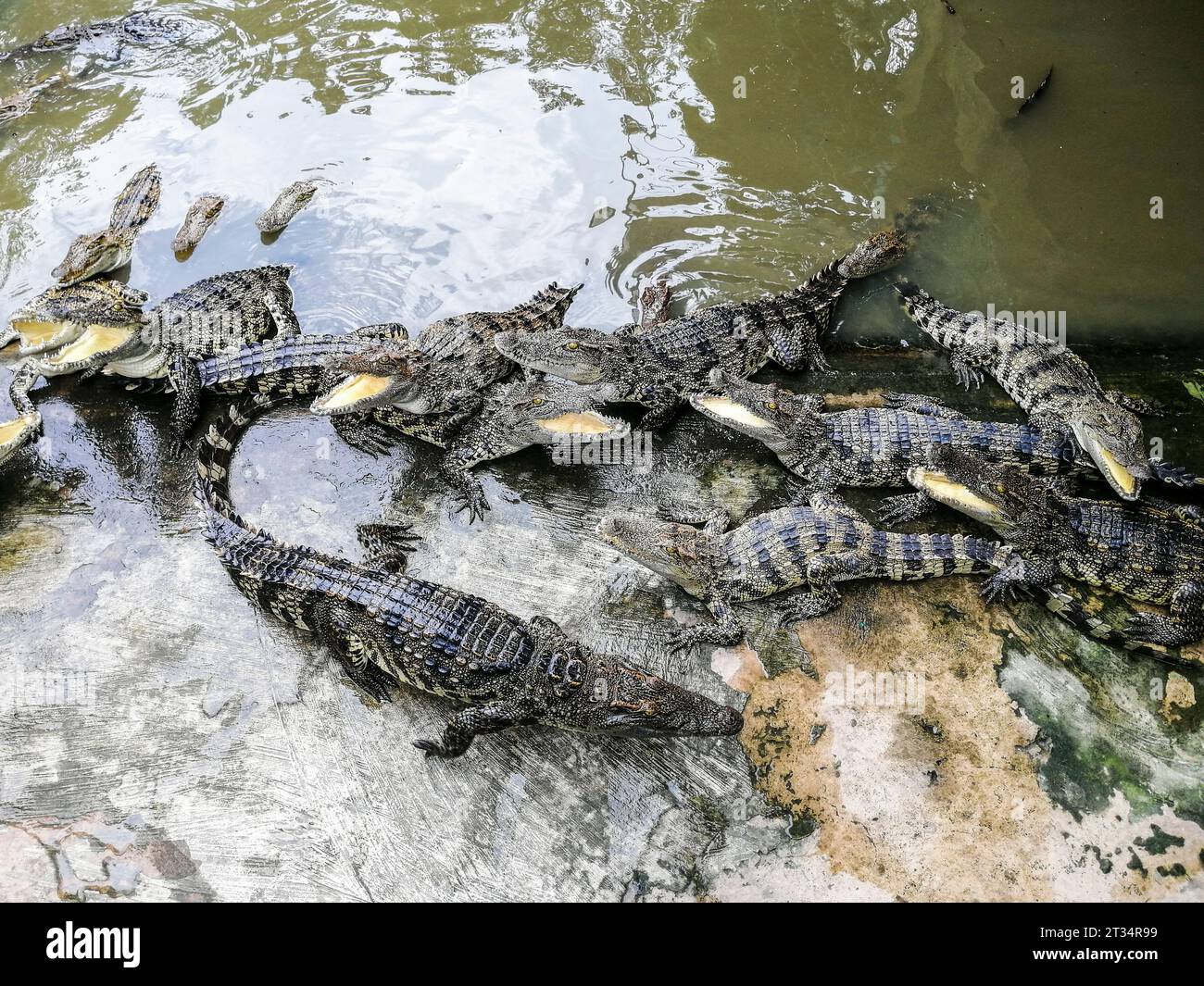 Vietnam, Mekon Delta, crocodiles Stock Photo - Alamy
