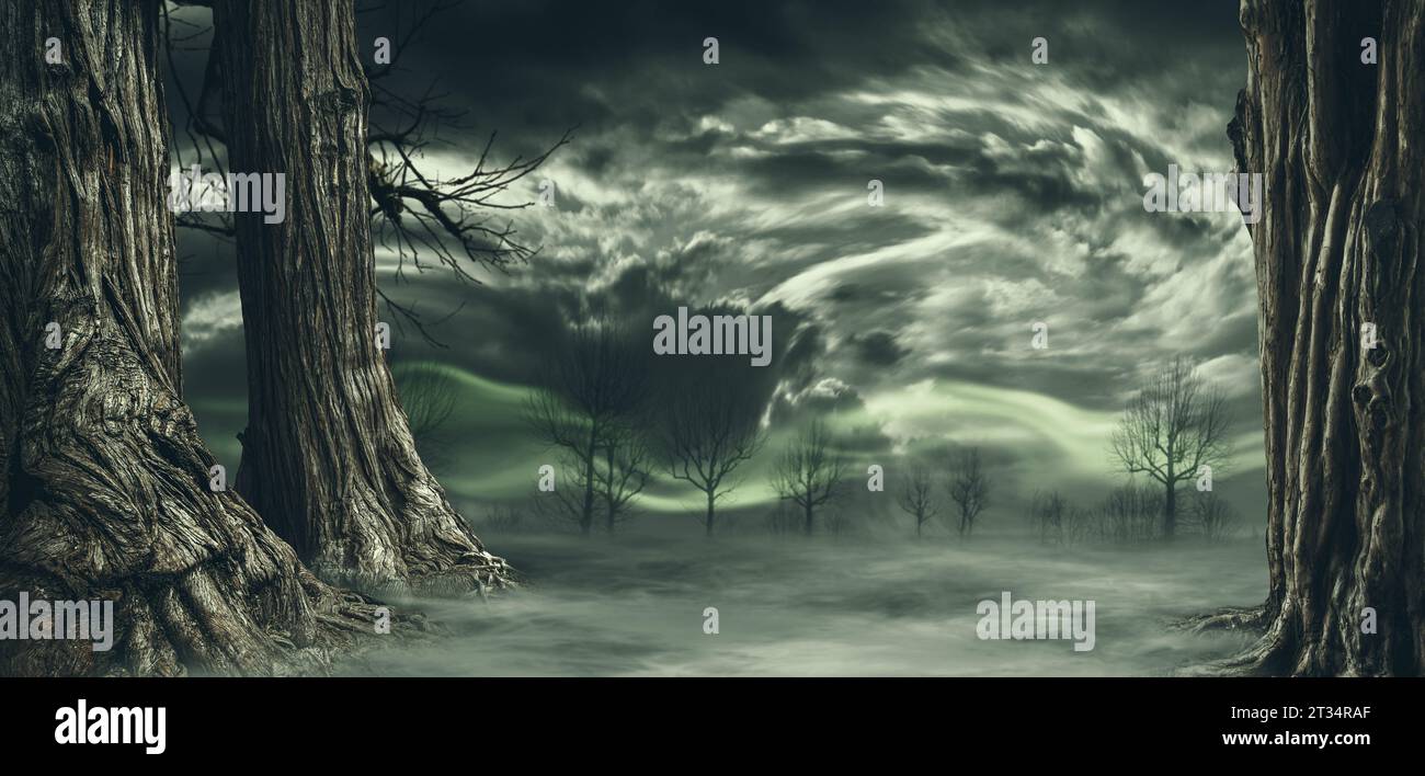 Scary forest with big trees and mist: horror and Halloween background ...