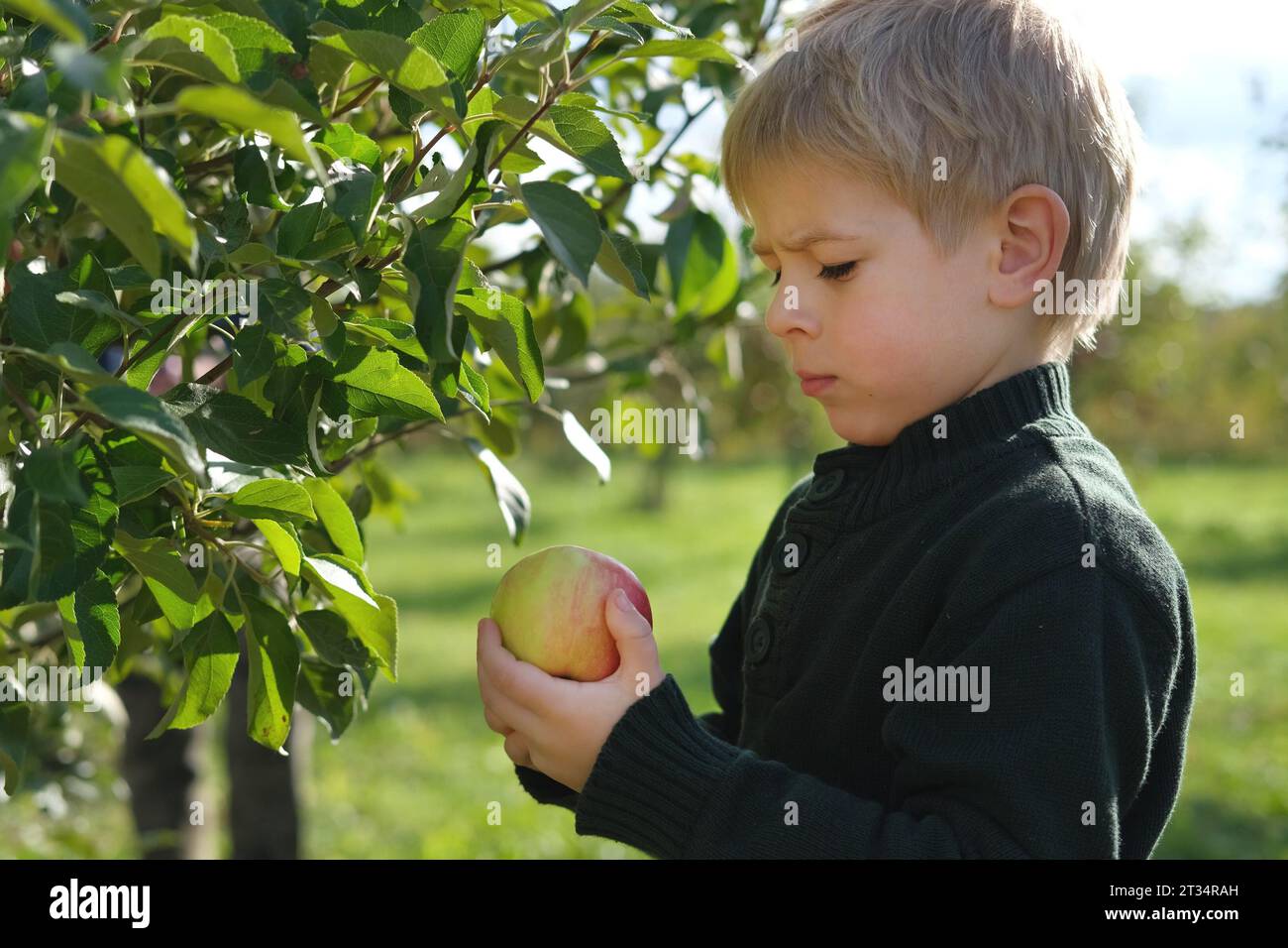 Young Child in the Apple Orchard before Harvesting. Small Toddler Boy ...