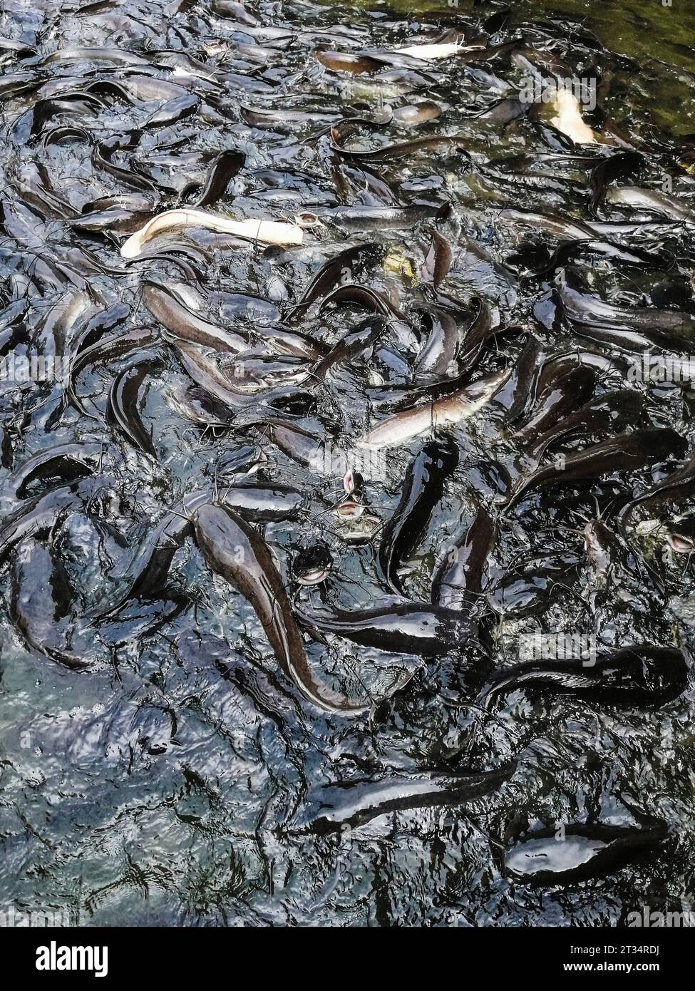 Vietnam, Mekon Delta, catfish Stock Photo - Alamy