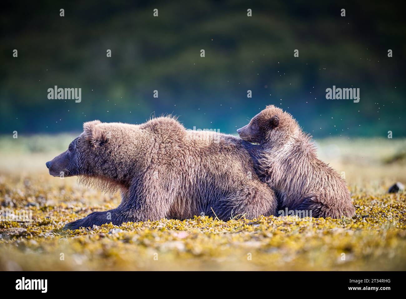 Bear Cub With Its Mother Alaska The Cutest Images Of Kodiak Cubs