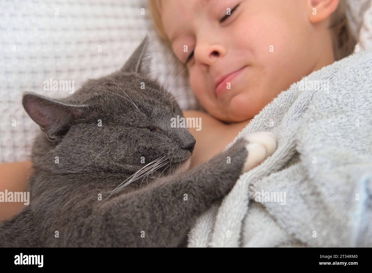 Portrait of Funny Little Boy Cuddling Gray Kitten Lying in a Bed. Pet ...