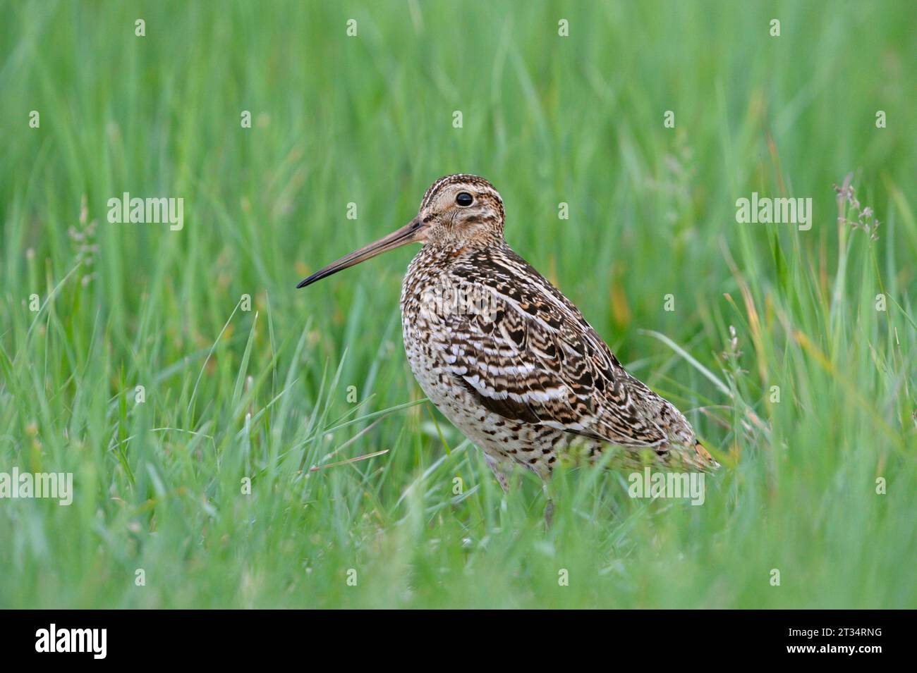 Great snipe hi-res stock photography and images - Alamy