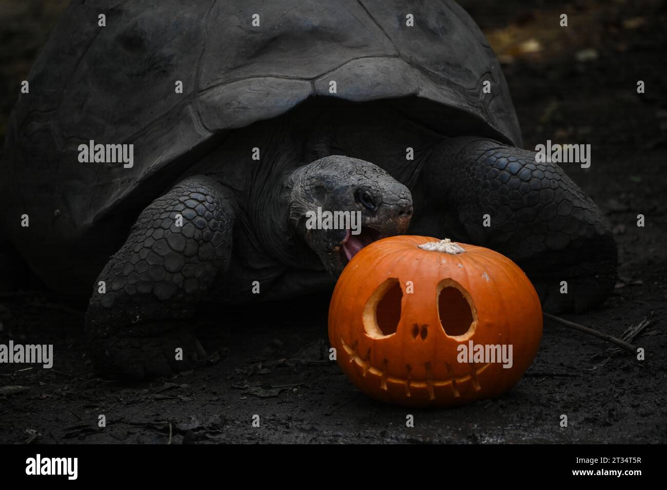London, UK. 23rd Oct, 2023. Galapagos tortoises carved pumpkins stuffed ...