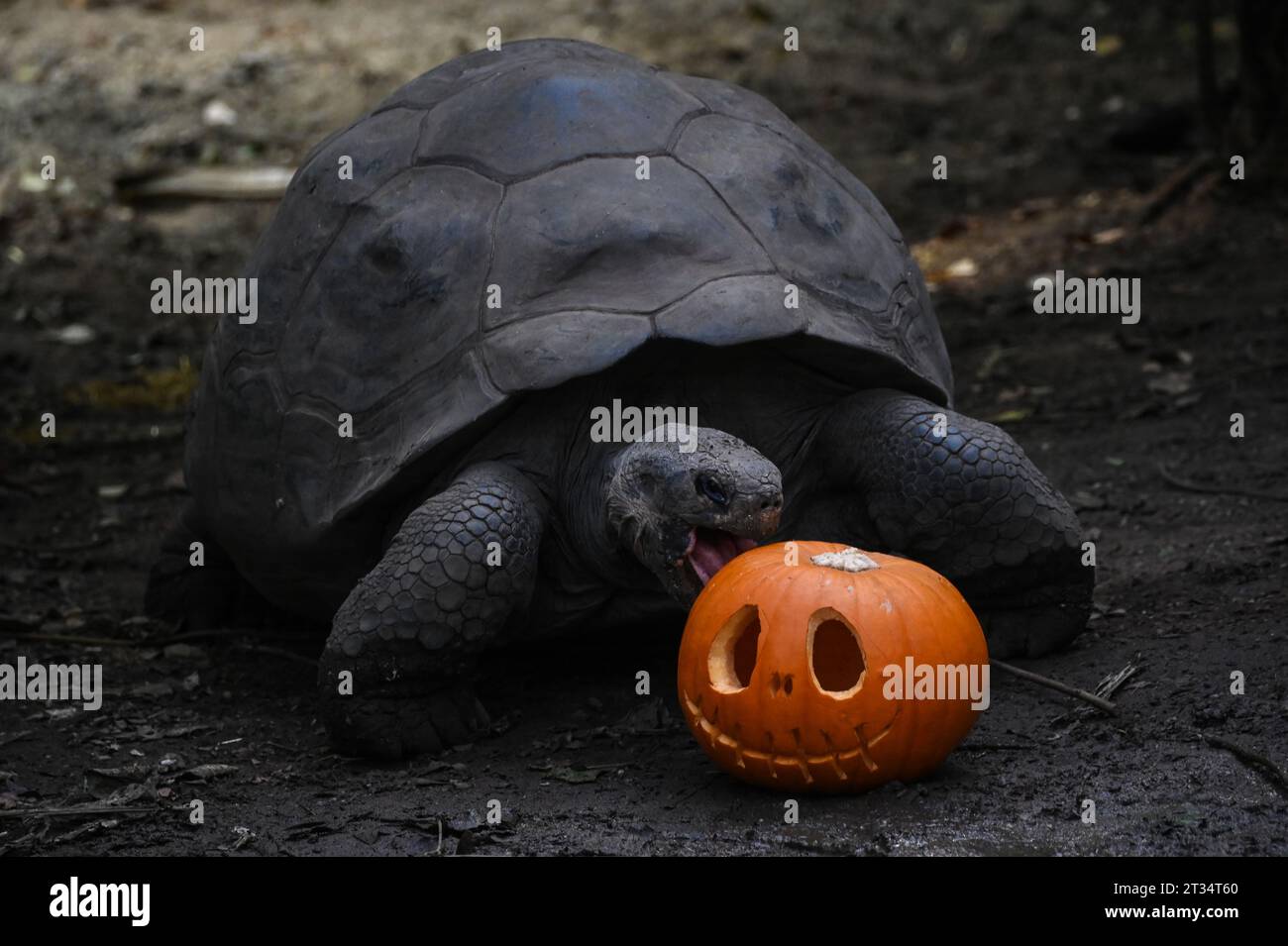 London, UK. 23rd Oct, 2023. Galapagos tortoises carved pumpkins stuffed ...