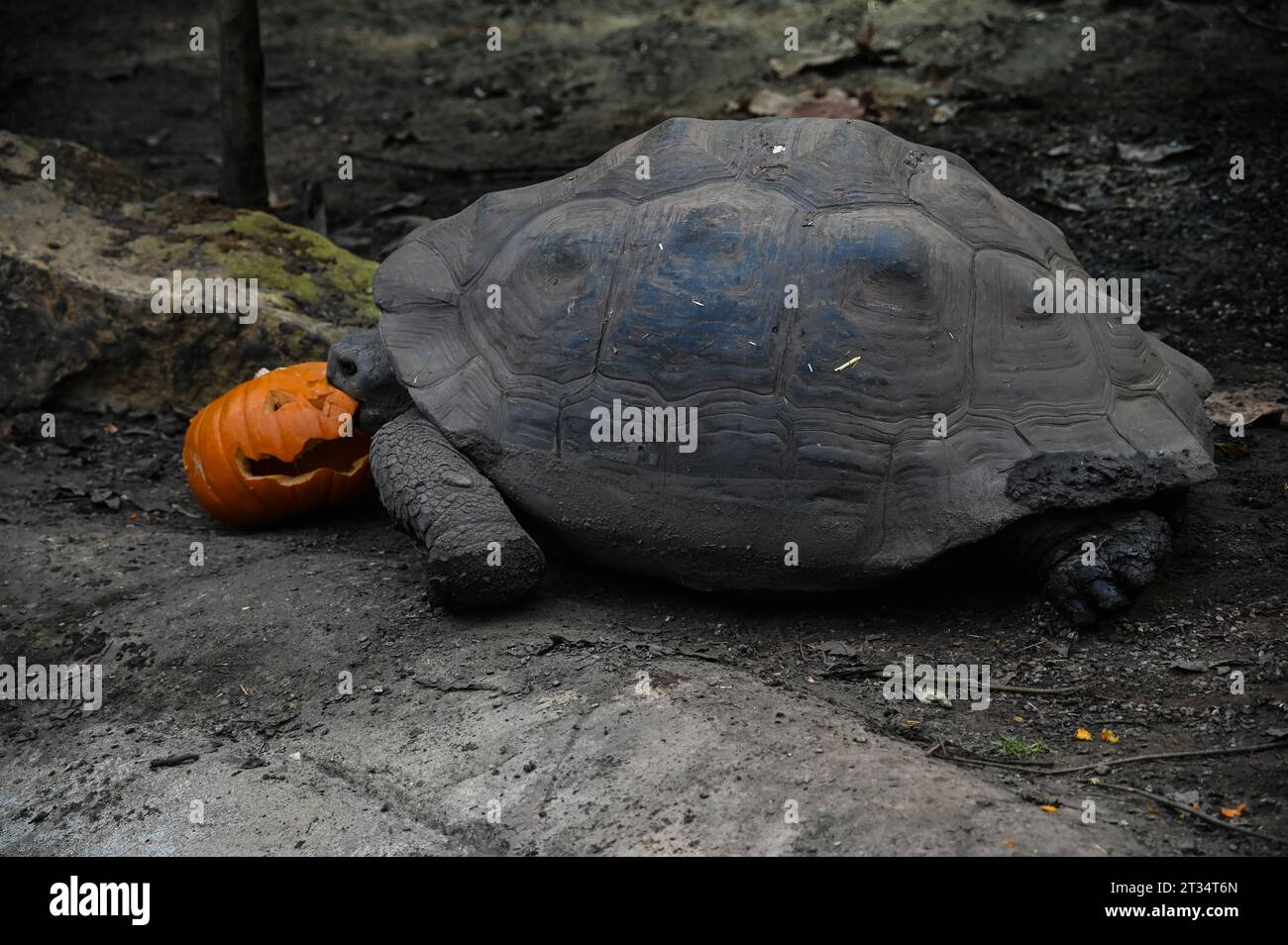 London, UK. 23rd Oct, 2023. Galapagos tortoises carved pumpkins stuffed ...