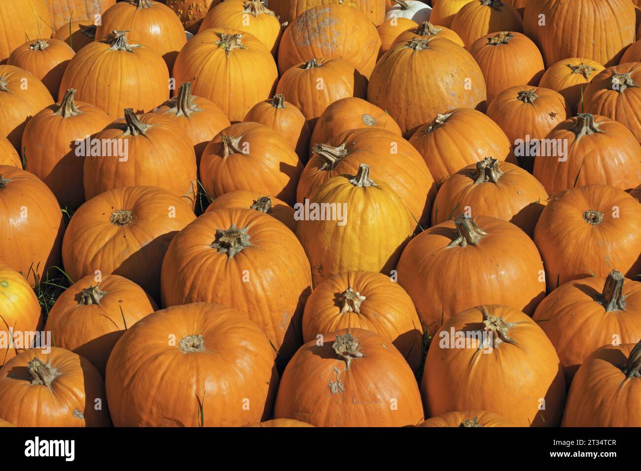 many specimens of Connecticut field pumpkins harvested and arranged in ...