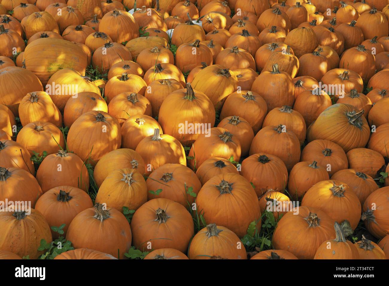Connecticut field pumpkins or Big Tom harvested and arranged in a ...