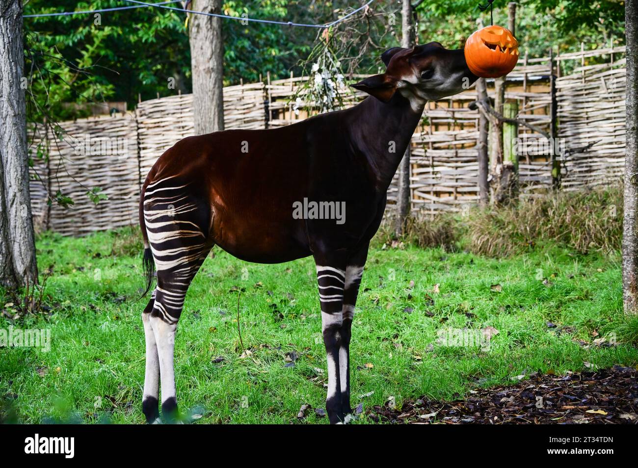 London, UK. 23rd Oct, 2023. okapis carved pumpkins stuffed with their ...