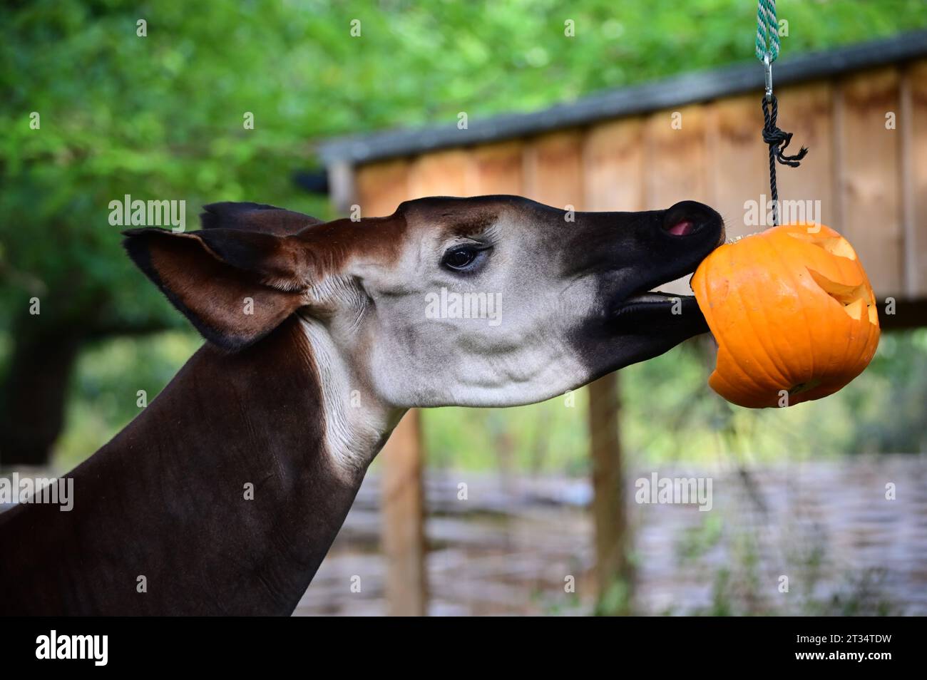 London, UK. 23rd Oct, 2023. okapis carved pumpkins stuffed with their ...