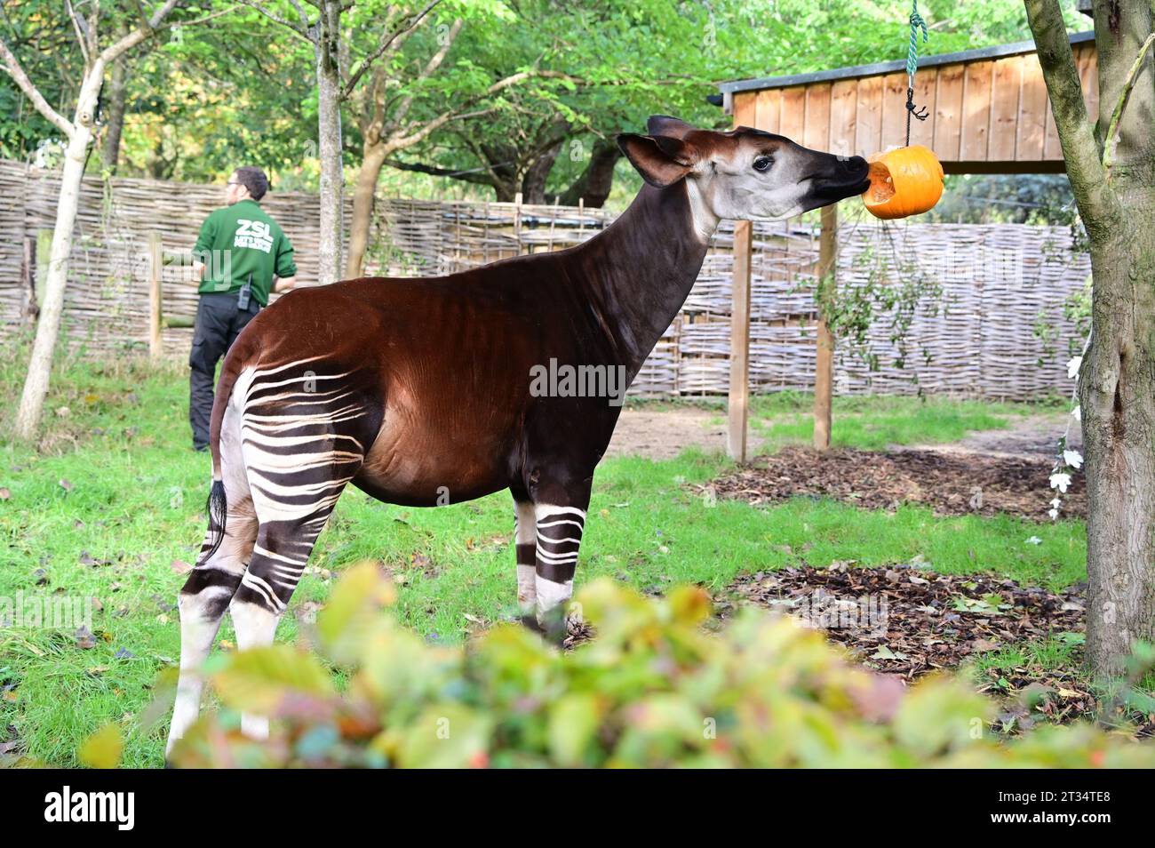 London, UK. 23rd Oct, 2023. okapis carved pumpkins stuffed with their ...