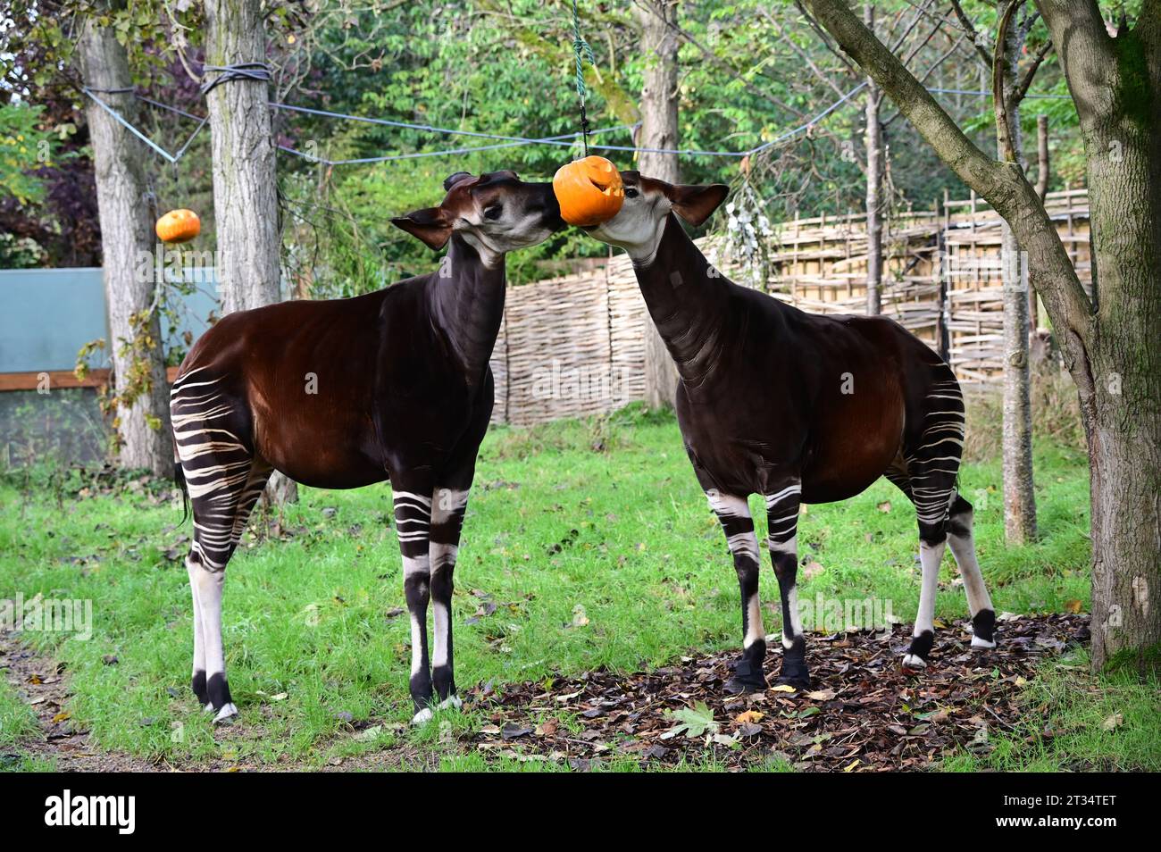 London, UK. 23rd Oct, 2023. okapis carved pumpkins stuffed with their ...