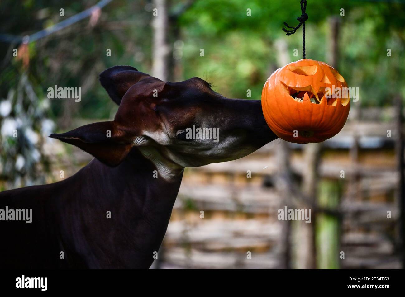 London, UK. 23rd Oct, 2023. okapis carved pumpkins stuffed with their ...