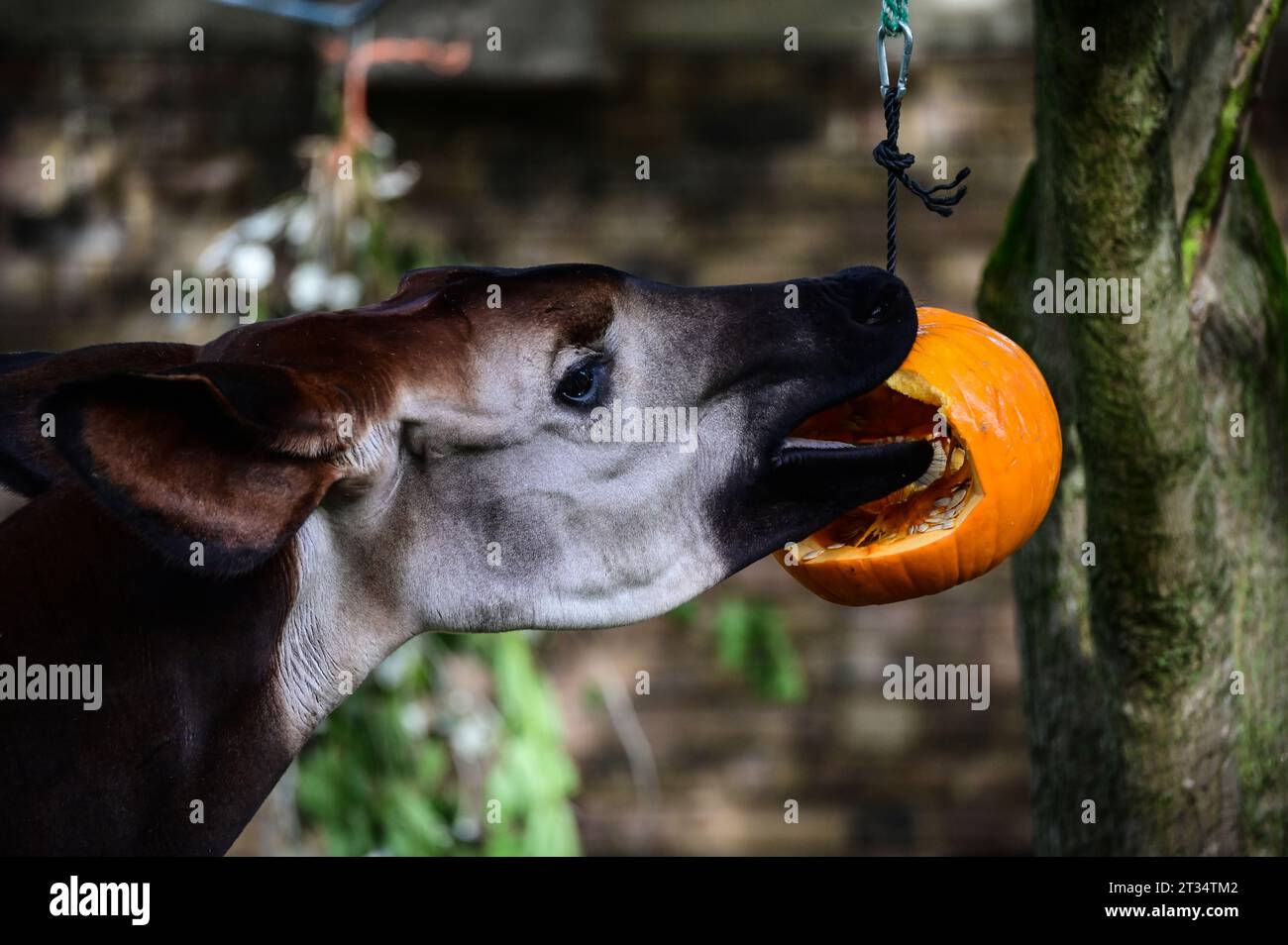 London, UK. 23rd Oct, 2023. okapis carved pumpkins stuffed with their ...