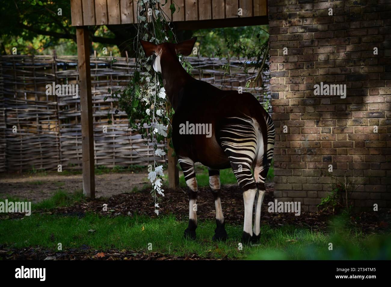 London, UK. 23rd Oct, 2023. okapis carved pumpkins stuffed with their ...