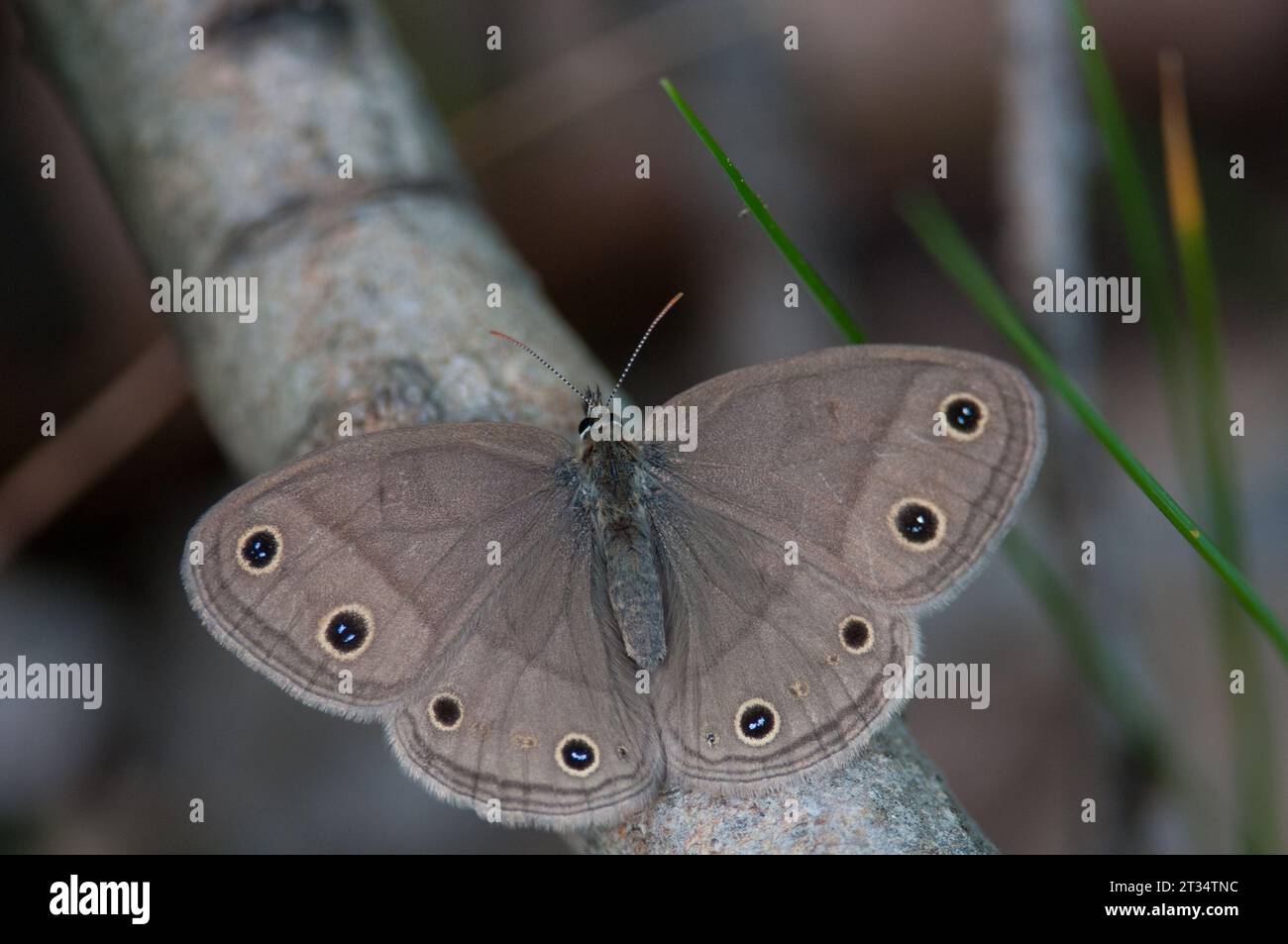 Wood satyr butterfly hi-res stock photography and images - Alamy