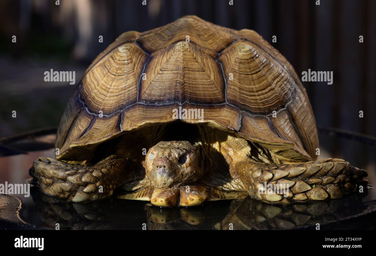 Elmshorn, Germany. 23rd Oct, 2023. A dead giant tortoise lies on a ...