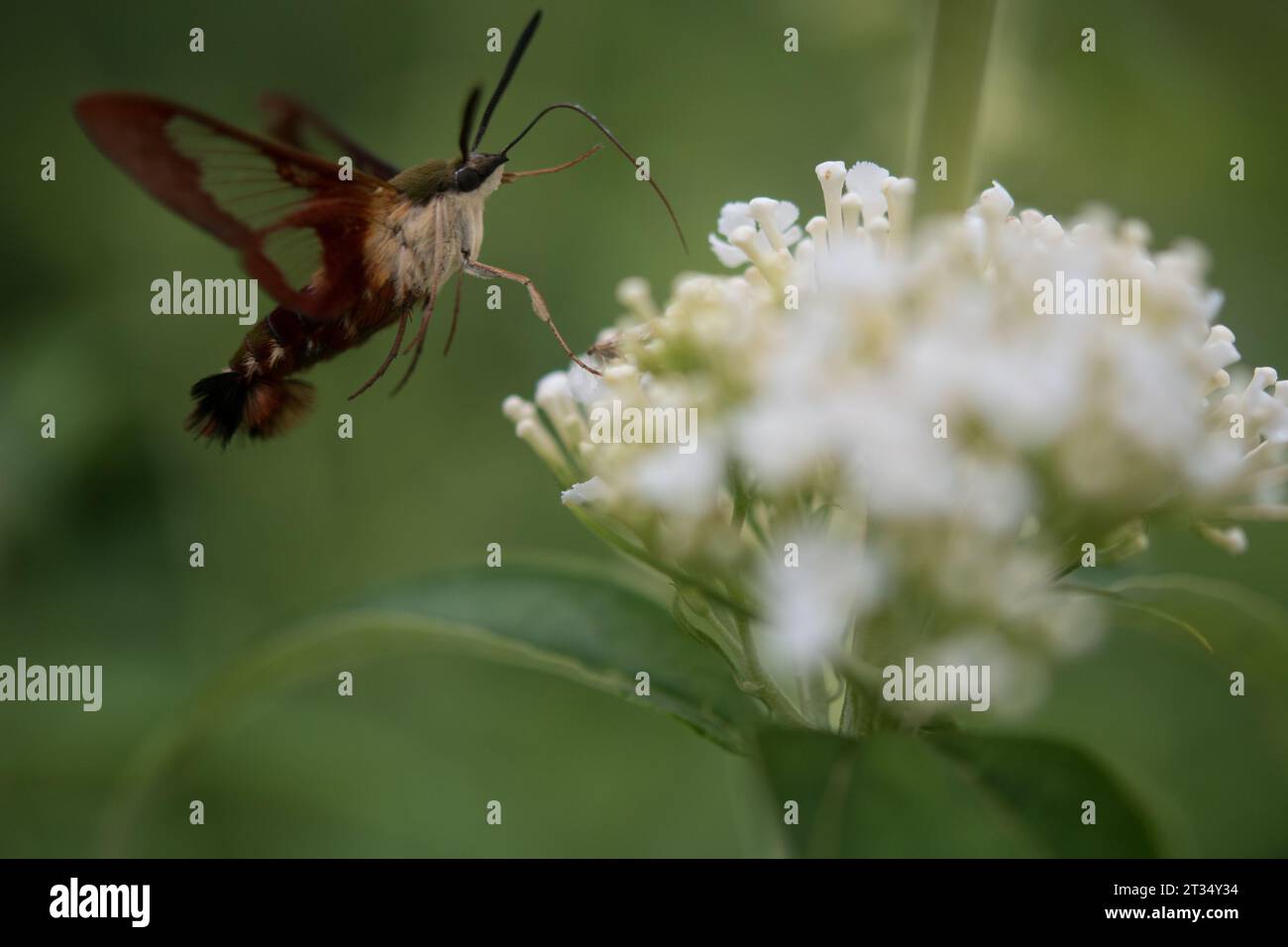Hummingbird Moth flying towards flowers in New York Stock Photo - Alamy