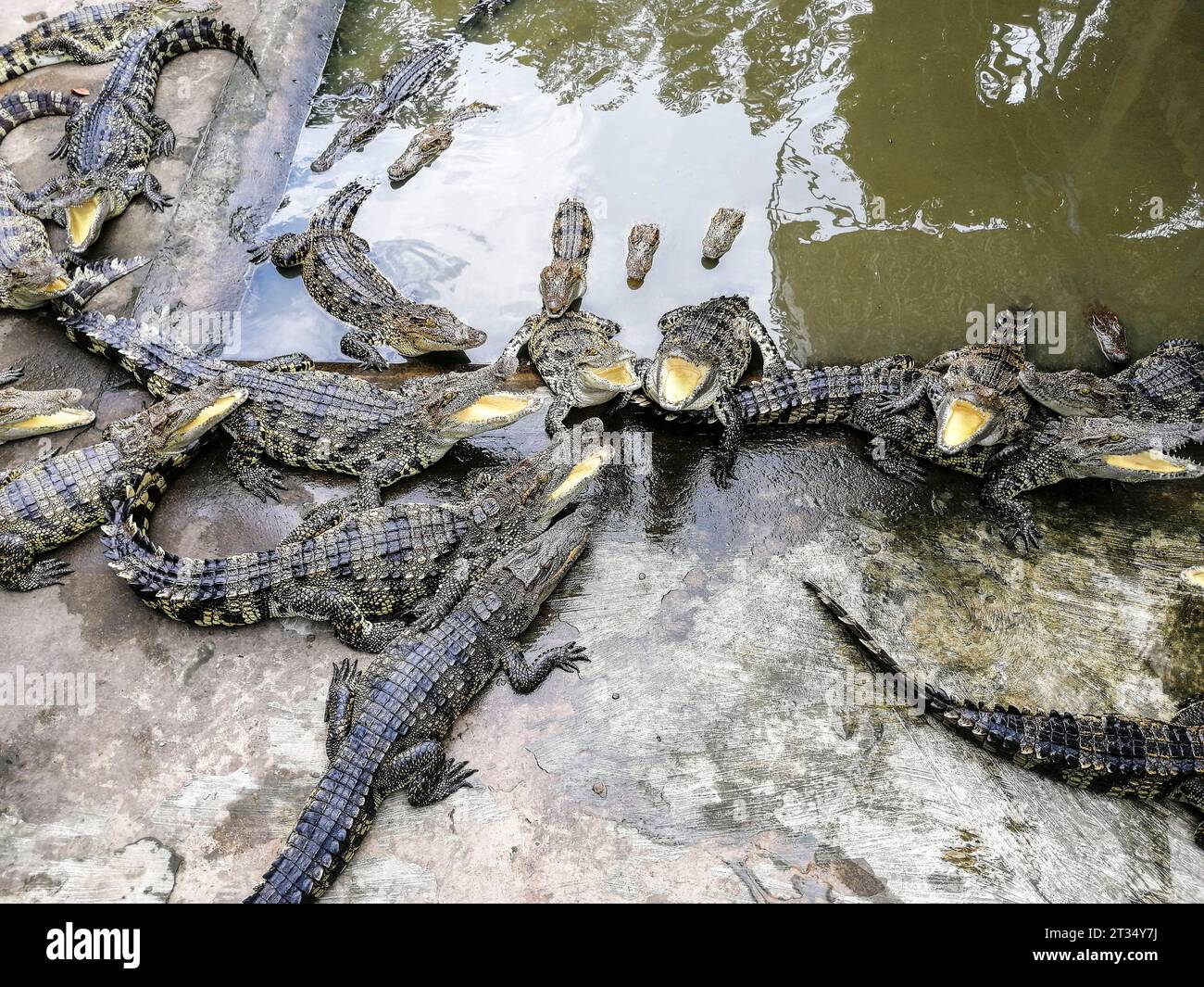 Vietnam, Mekon Delta, crocodiles Stock Photo - Alamy
