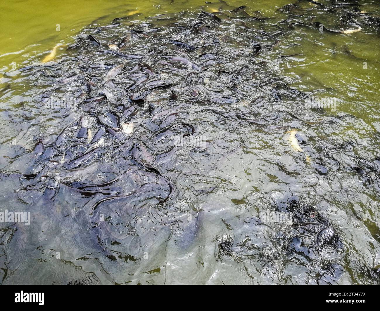 Catfish mekong delta hi-res stock photography and images - Alamy